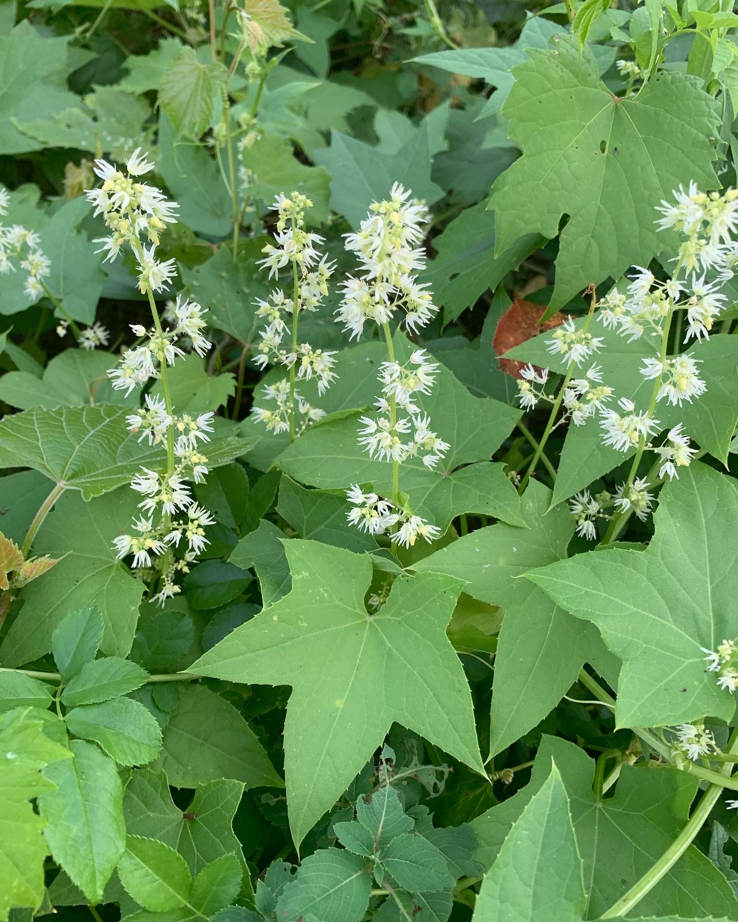 Wild Cucumber - Wild Ones Capital Region NY Chapter